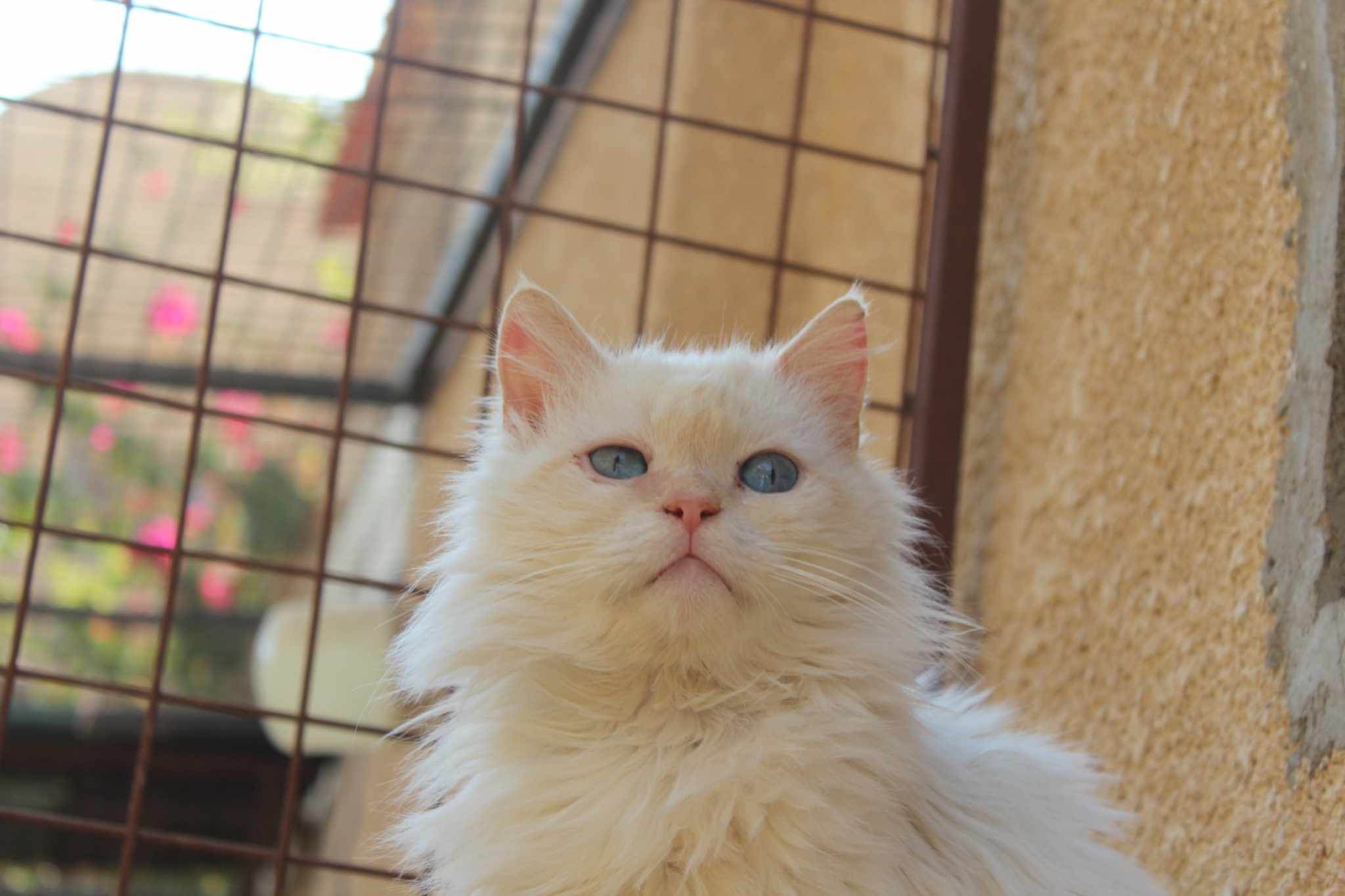 Prince White - Safe Haven Egypt