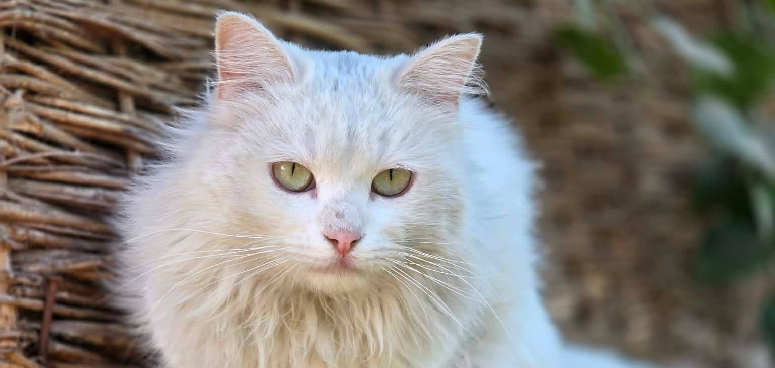 Welcome to Haven, a place for rescued street cats